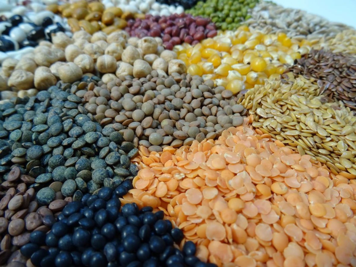 Coopérative Qualisol - Graines & Légumineuses de France - Terra Libra